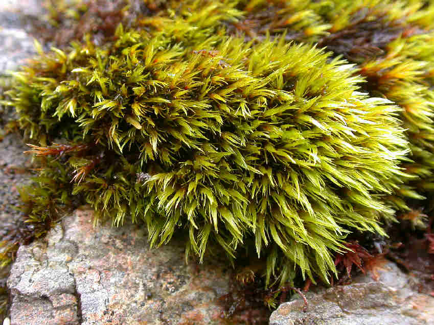 Blindia acuta
