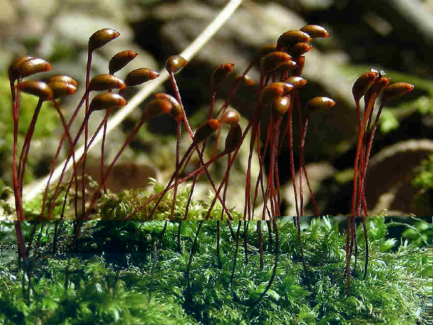 Brachytheciastrum velutinum