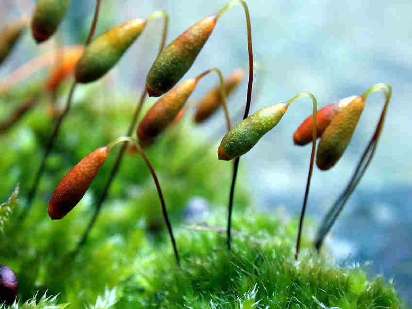Bryum capillare