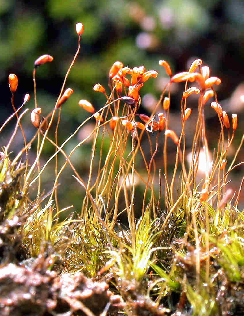 Dicranella heteromalla