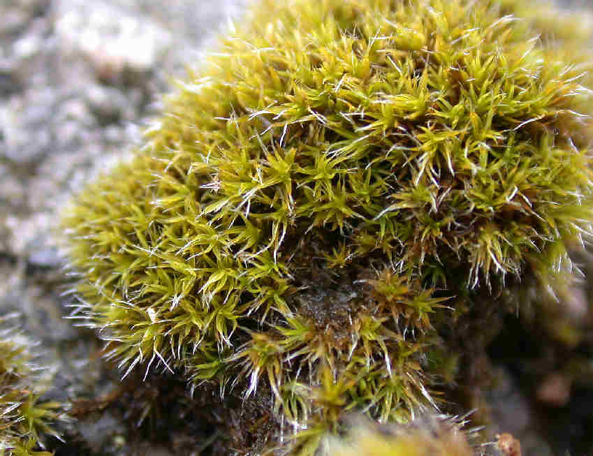 Grimmia trichophylla sstr