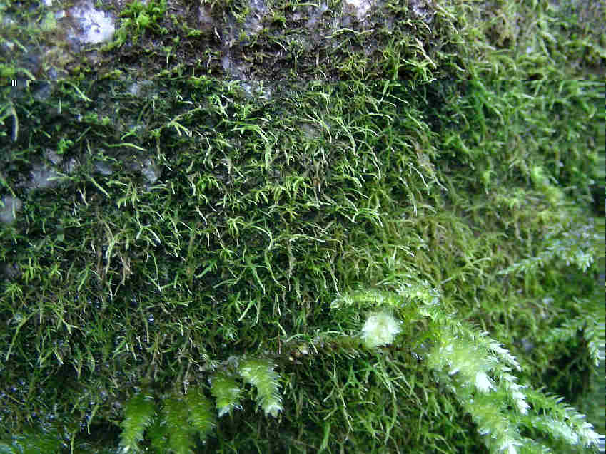 Heterocladium heteropterum flaccidum