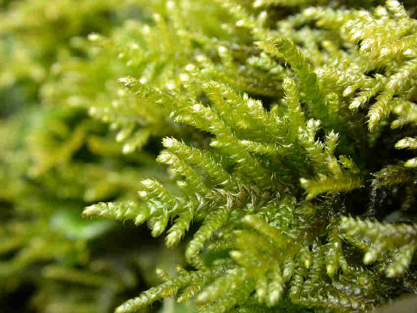 Hyocomium armoricum