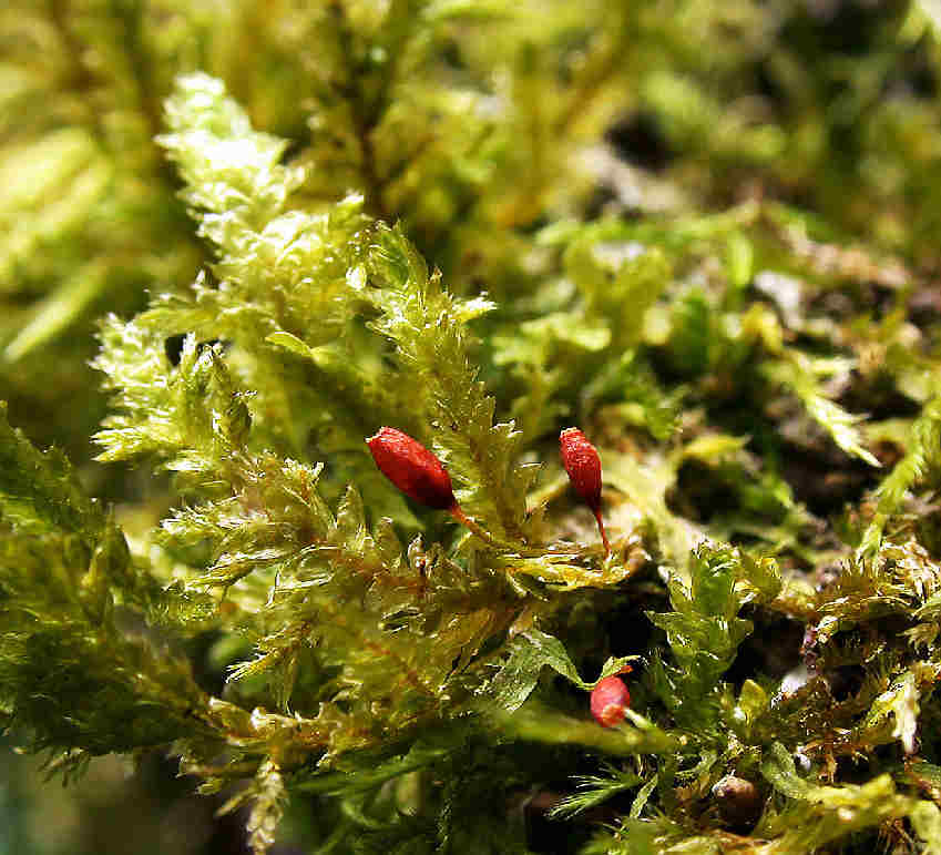 Neckera pumila