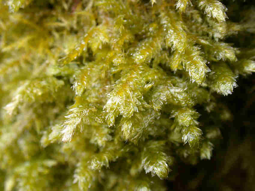 Neckera pumila