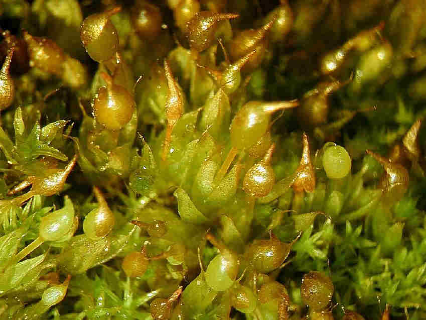 Tortula protobryoides